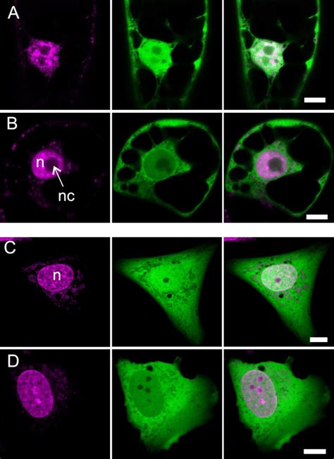 Gfp Localization In Model Cells Free Gfp Green Expressed In Tobacco Gfp Localization In Model Cells Free Gfp Green Expressed In Tobacco