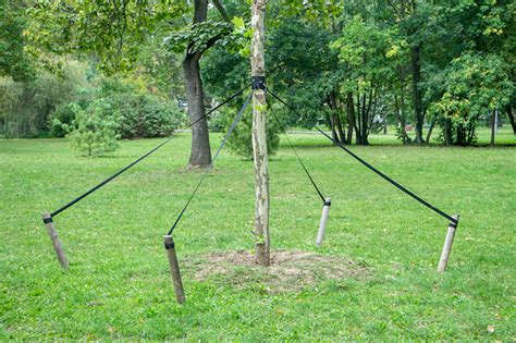 Strong And Supported The Importance Of Tree Cabling And Bracing