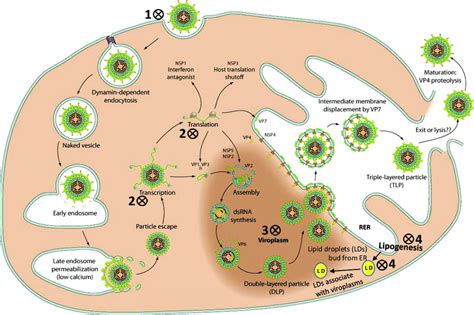 Replication Of Rotavirus In Host Cell Potential Anti Rotaviral Targets
