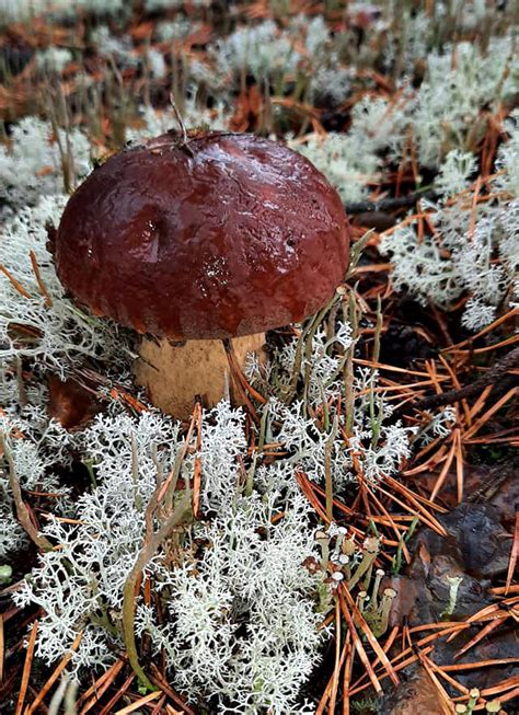 Белый мох белые грибы и Белое море Растения дома Дзен