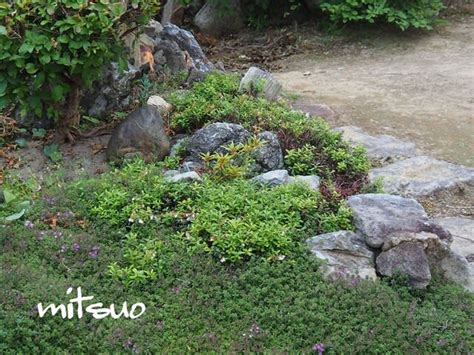 苔桃の花が咲きました MY GARDEN 2024 06 13日撮影 団塊オヤジの短編小説goo