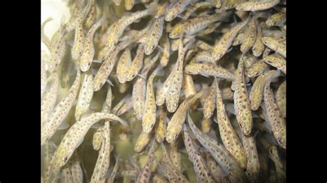 Купил малька форели Youtube