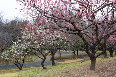 市民四季の森梅水仙さざんか愛知県小牧市の観光撮影スポットの名所 東海カメラマップ
