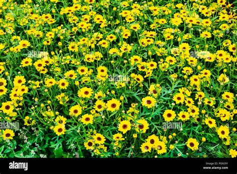 Beautiful Vibrant Yellow Colour Flowers As Background Close Up Stock