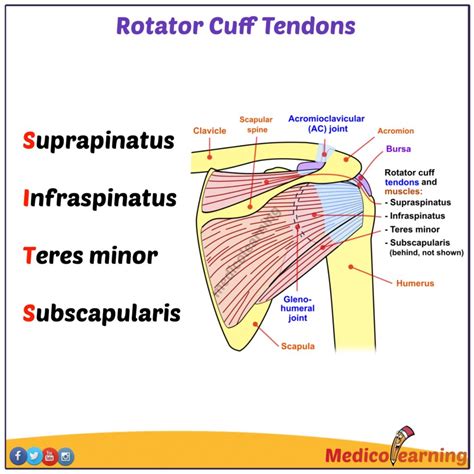Rotator Cuff Muscles And Their Actions Mnemonic Medicolearning
