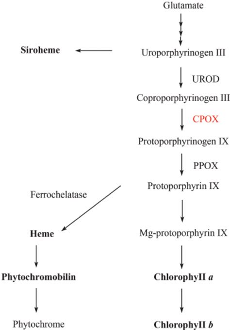 Tetrapyrrole Biosynthesis Pathway The Four Classes Of Tetrapyrroles