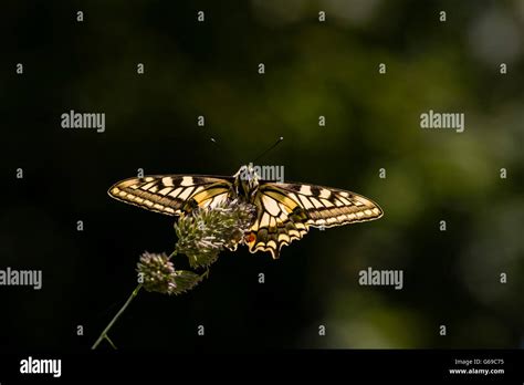 Swallowtail Butterfly Papilio Machaon Ssp Britannicus On Cock S Foot Dactylis Glomerata Stock