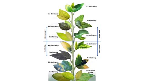 Plant Deficiency Diagnosis