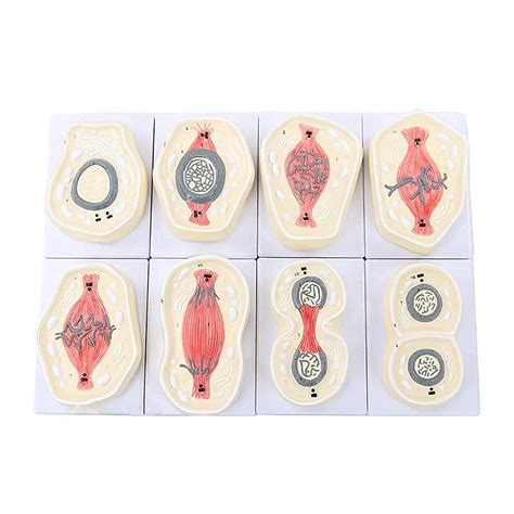 Buy Fgvbc Assembly Educational Model Anatomical Cell Mitosis Model Splitting Chromosome Model
