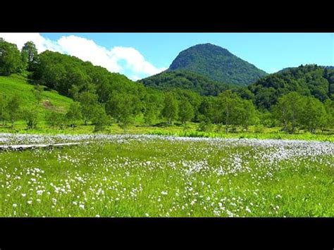 花咲く初夏の志賀高原4K YouTube