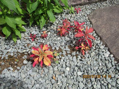 雁来紅 がんらいこう大きくなった 西楽寺さいらくじだより
