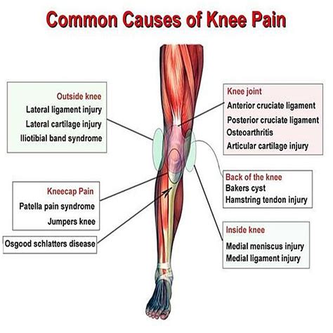 Anatomy Back Of Knee