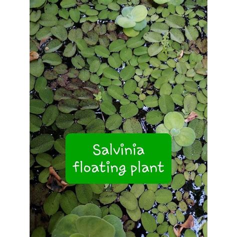 Salvinia Floating Plant Shopee Philippines