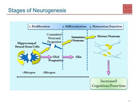 Stages Of Neurogenesis 17