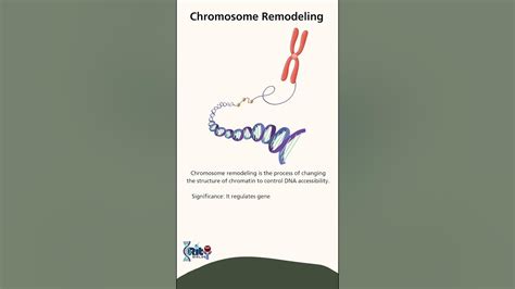 Chromosome Remodeling And Its Significance Geneticengineering
