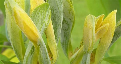 Cucumber Magnolia Purdue University Fort Wayne