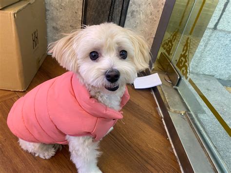 말티푸 코코 렉돌분양가격 브리숏분양가격 브리티시숏헤어분양가격 러블분양가격 티컵비숑프리제분양 티컵포메라니안분양 티컵말티즈분양 티컵말티푸분양 티컵푸들분양 티컵강아지분양