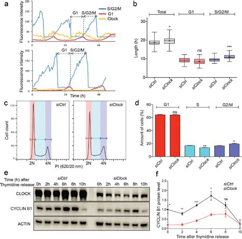Cell Cycle Dynamics And Cyclin B1 Protein Expression In Sictrl And Download Scientific Diagram