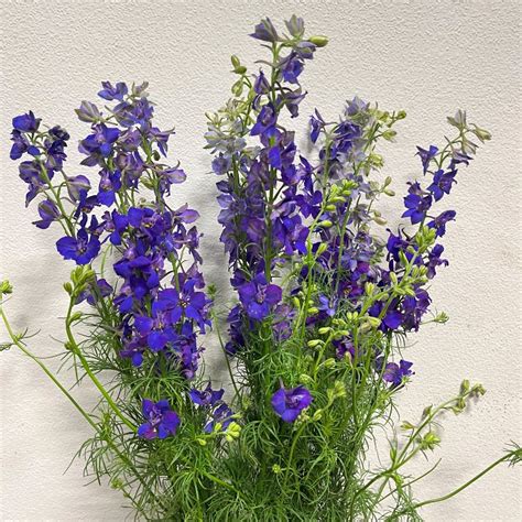 Purple Larkspur Florabundance Wholesale Flowers