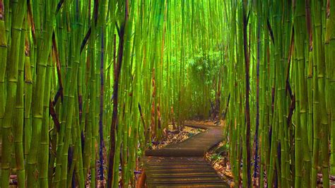 Bamboo Forest Japan Computer Wallpaper 51 Images