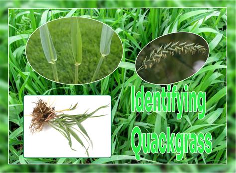 Quackgrass Vs Crabgrass Key Differences