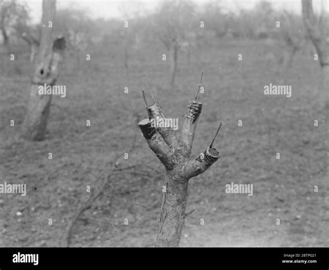 Apple Tree Grafting History At Tiffany Mora Blog