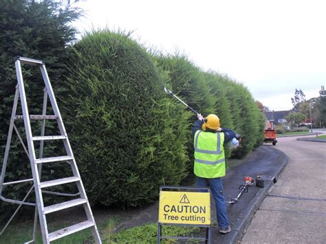 Pruning And Shaping Conifer Trees D And L Landscapes Ltd