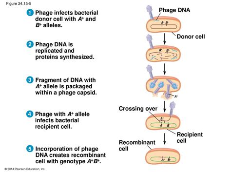 Early Life And The Diversification Of Prokaryotes Ppt Download