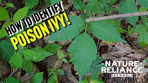 How To Identify Poison Ivy How To Identify Poison Ivy In Your Backyard