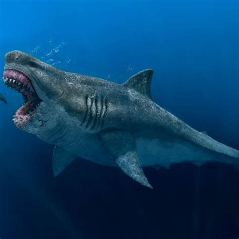 Catha 4 Megalodon Mysterious Shark Discovery Is The Megalodon Back