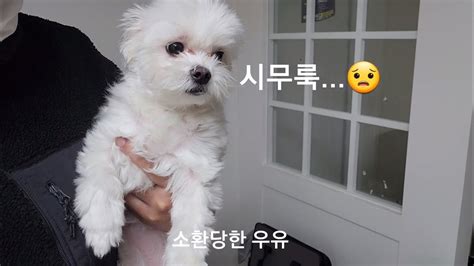 시작은 해피 끝은 시무룩 🐶 Vlog Youtube