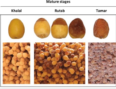 The Three Stages Of Barhi Dates Maturation Khalal Rutab And Tamar Download Scientific