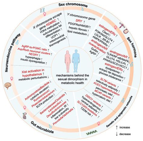 High Fat Diet And Metabolic Diseases A Comparative Analysis Of Sex