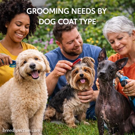 Grooming Needs By Dog Coat Type Breedspective