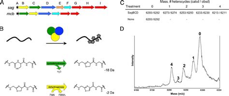 Conservation Of Toxin Biosynthesis Operons In S Pyogenes And E Coli