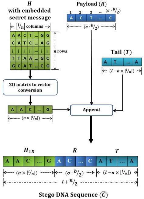 Stego Dna Sequence C Generation Phase Of Embedding Procedure