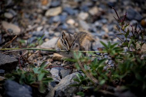 Least Chipmonk Free Photos On
