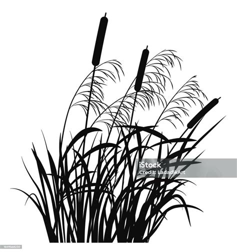 늪 잔디 실루엣입니다 검은 갈대 흰색으로 격리 된 연못 식물 늪지에 대한 스톡 벡터 아트 및 기타 이미지 늪지 실루엣 늪 Istock