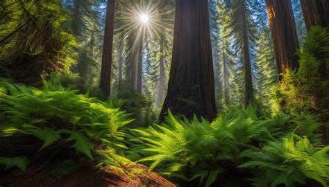 Big Basin Redwoods State Park Explore California Verdant Traveler