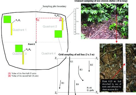 Diagram Of Sampling Plots Showing The Selection Process Of The