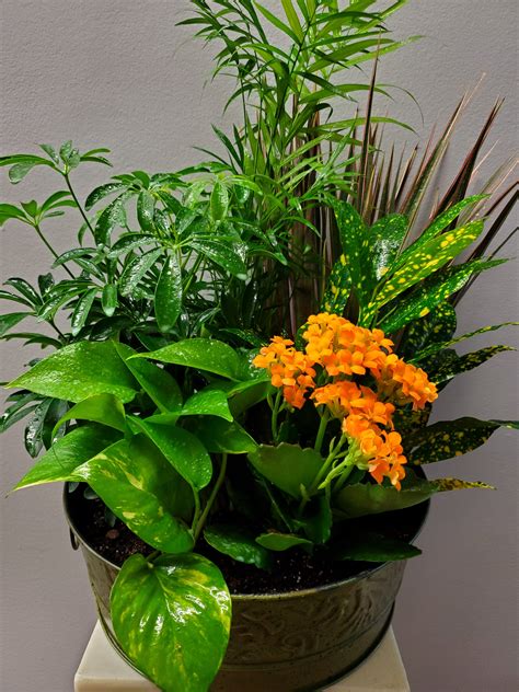 Embossed Vines European Dishgarden Flower Arrangement Erlanger Ky