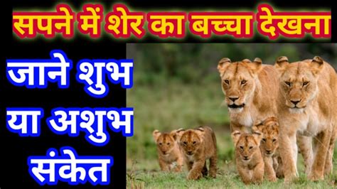 सपने में शेर का बच्चा देखनाsapne Me Sher Ka Baccha Dekhnaseeing A