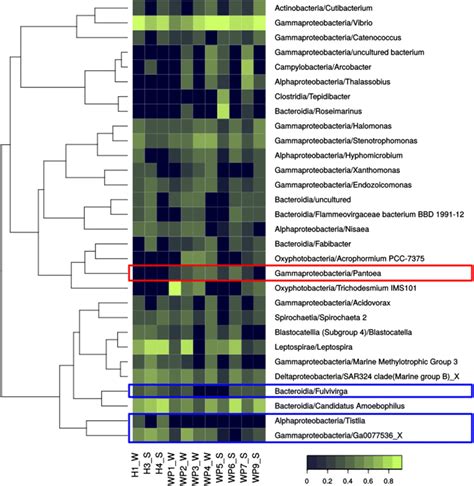 Heatmap Of Relative Abundance Of The 30 Most Abundant Bacterial Genera
