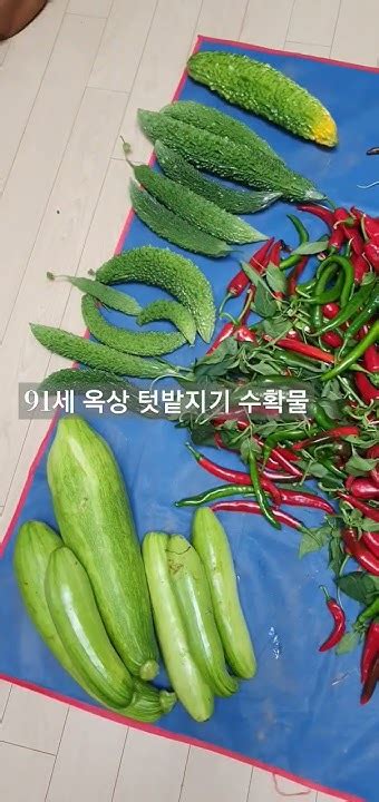 91세 옥상 텃밭 아빠의 여름나기 돕기 요즘 편찮으셔 옥상텃밭 수확으로 만족한다여주는 건조해 여주차고추부추호박 부자가 되었다 Youtube