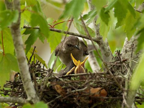 Northern Mockingbird Nesting Behavior Eggs Location Birdfact