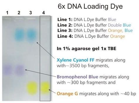 Dna Agarose Gel Loading Buffer Recipe Bryont Blog Dna Agarose Gel Loading Buffer Recipe Bryont Blog