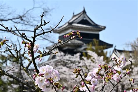 桜と松本城 by popo7557 ID12370480 写真共有サイト PHOTOHITO
