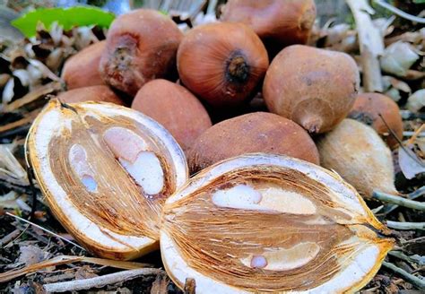 Inovação No Maranhão Pesquisadores Criam Hambúrguer Feito De Coco De