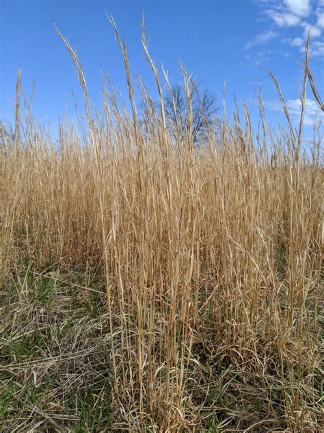 Broomsedge Grass Broomsedge Bluestem Andropogon Virginicus Weed