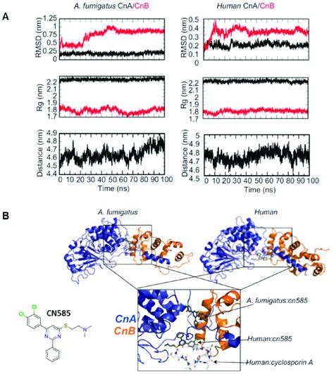 Molecular Dynamics Simulation And Docking Of A Fumigatus And Human